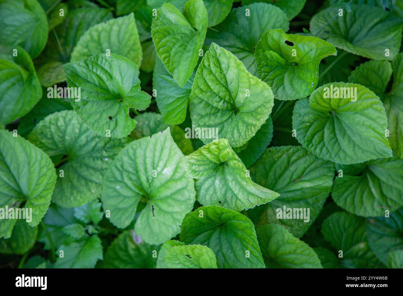 Background texture of viola leaves Stock Photo - Alamy