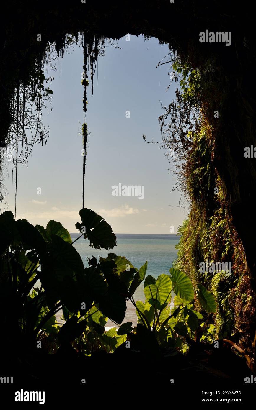 Secret tunnel opening, overflowing with tropical plants and vines, that ...