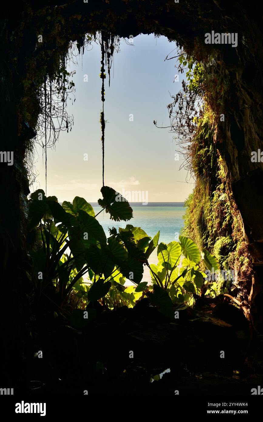 Secret tunnel opening, overflowing with tropical plants and vines, that ...