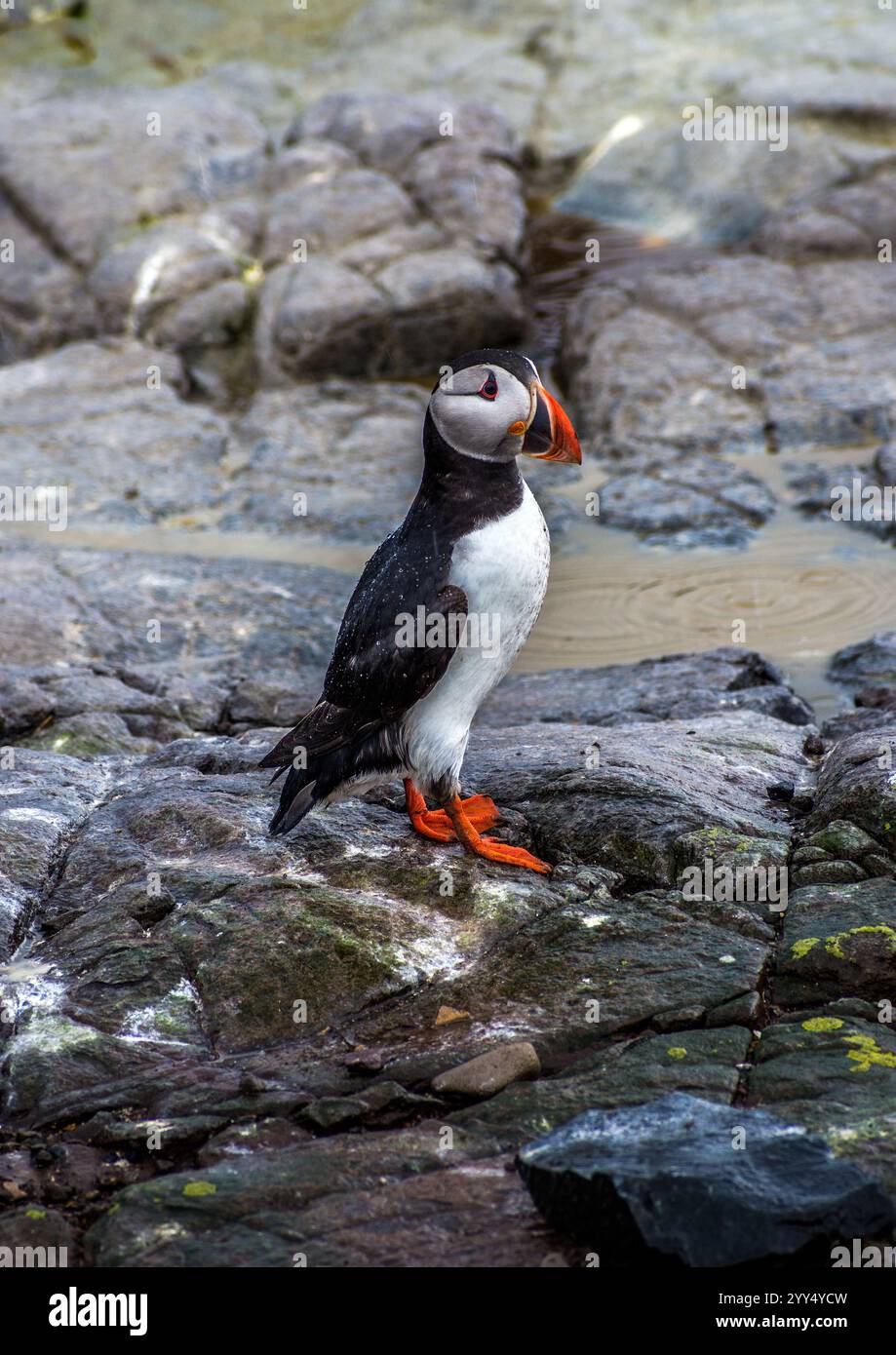 A puffin posing for the camera Stock Photo - Alamy