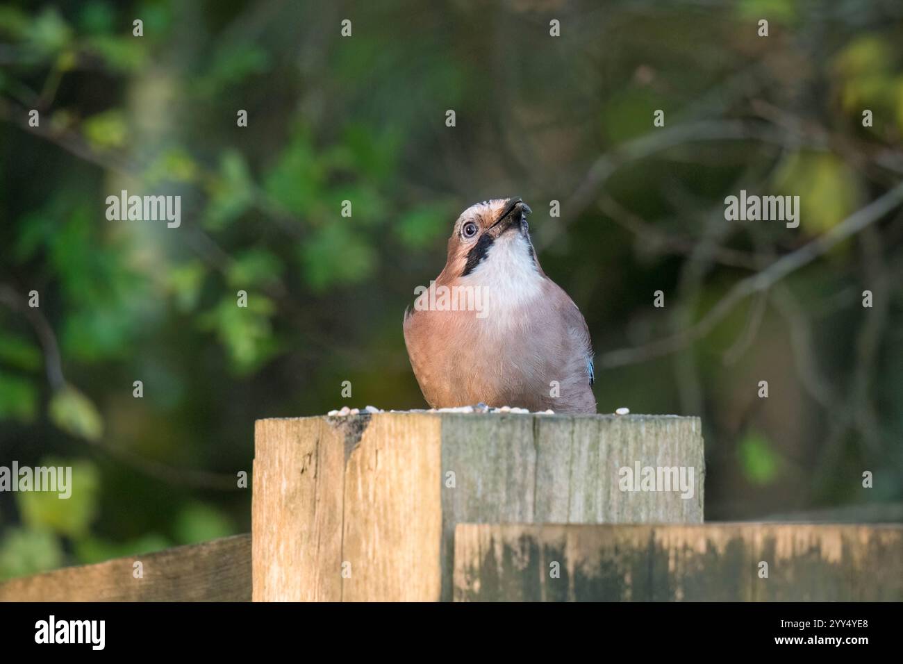 Jay (Garrulus glandarius) landing on baited fence post Forest Farm ...