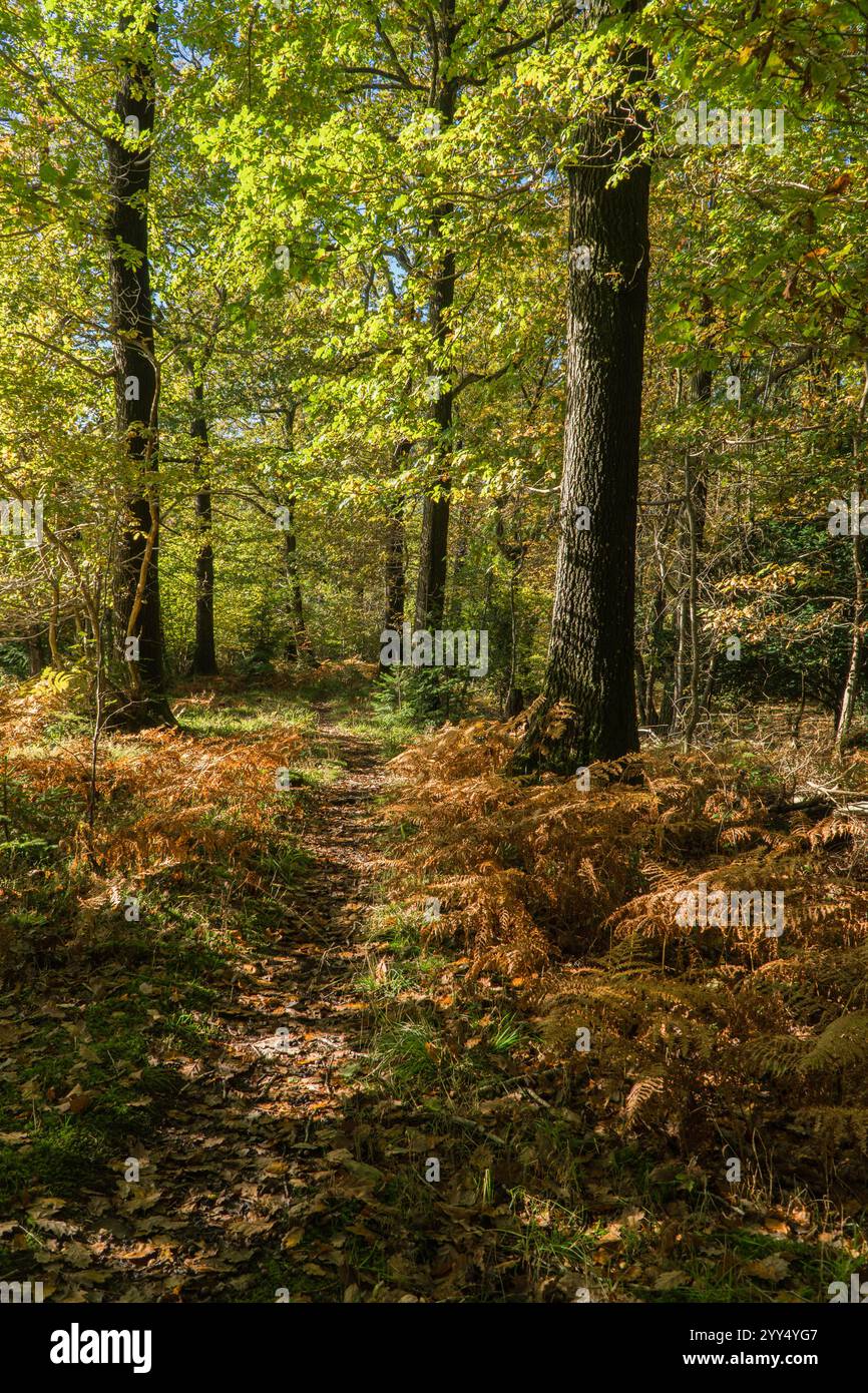 Autmoninal bracken along the edge of a footpath that winds its way ...
