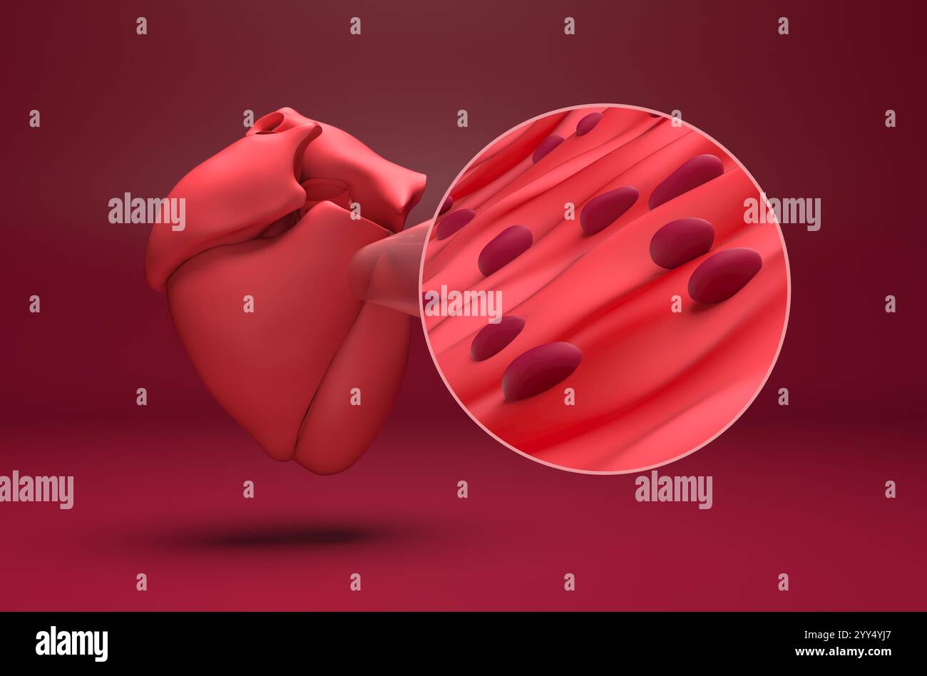 Cardiac Muscle Tissue - 3d illustration isometric view Stock Photo - Alamy