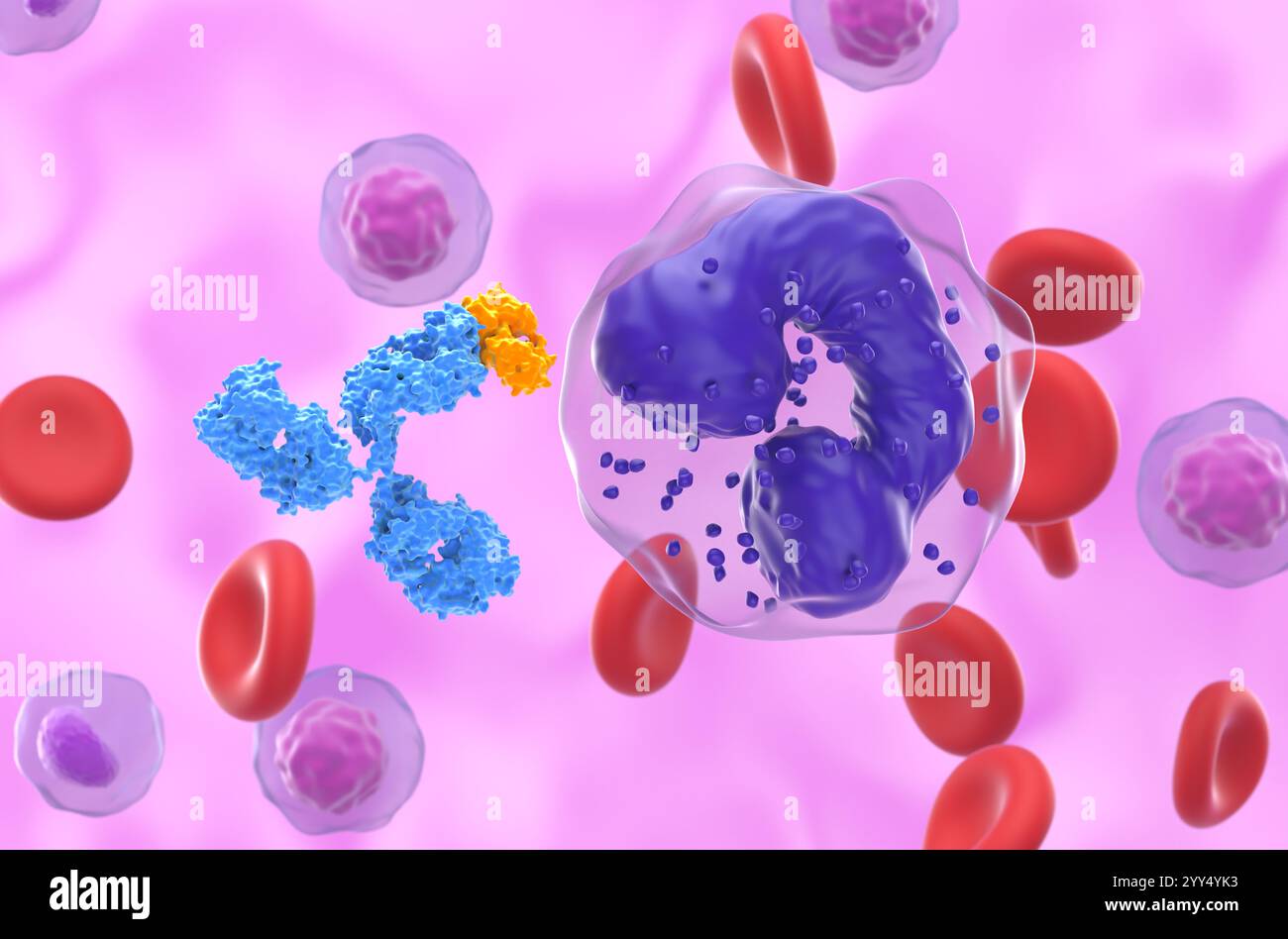 Monoclonal antibody therapy in Chronic Myelogenous Leukemia (CML ...