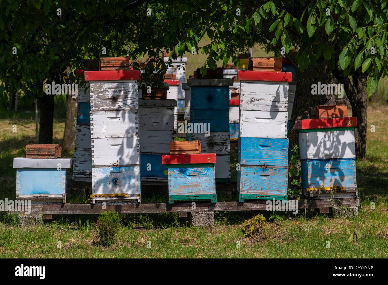 A row of bee hives in a field of flowers with an orchard behind. Hives ...