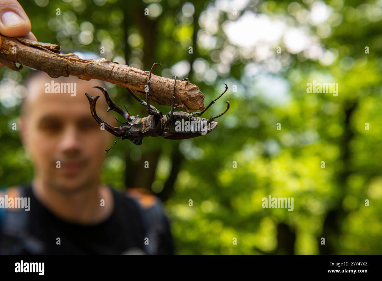 Unrecignizable Man holding Stag Beetle (Lucanus Cervus) on tree branch ...