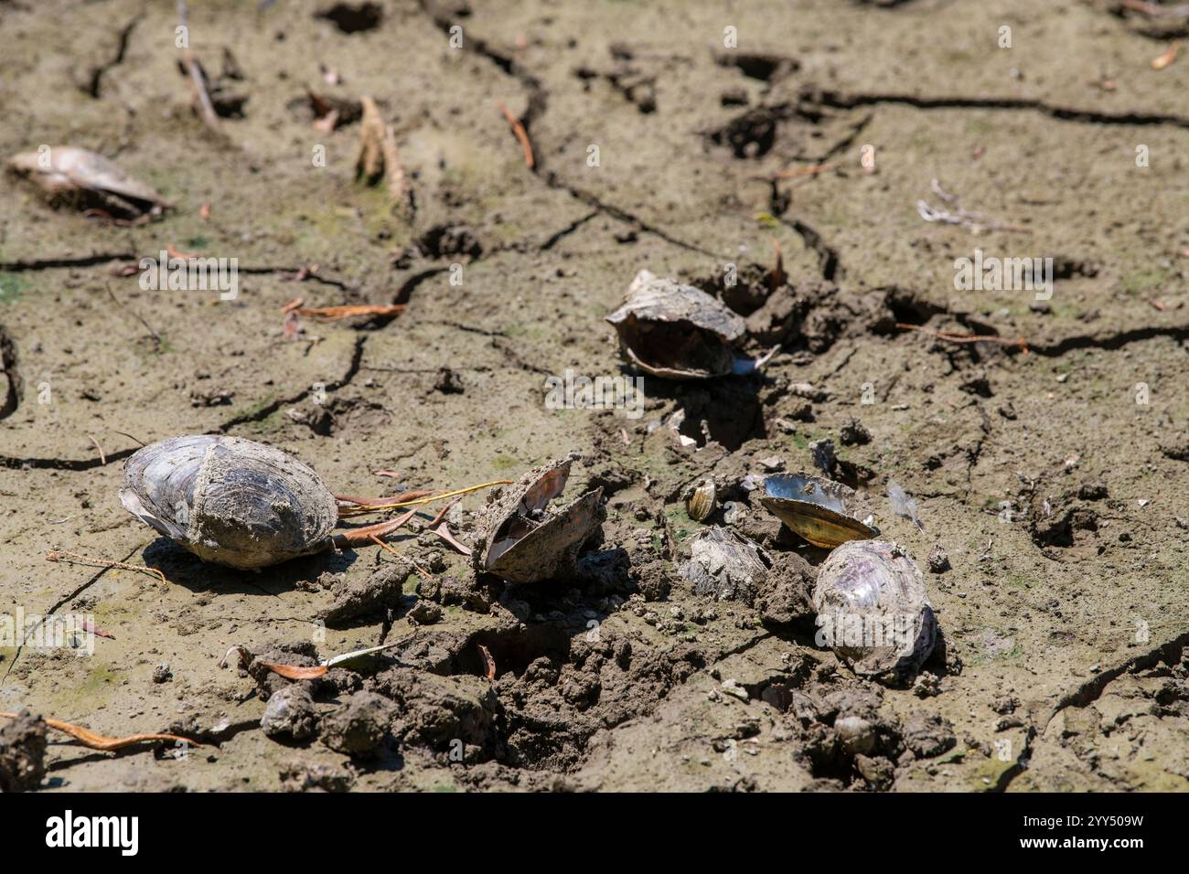 Dead dried-up river shore with molluscs shell and snails. Ecological ...