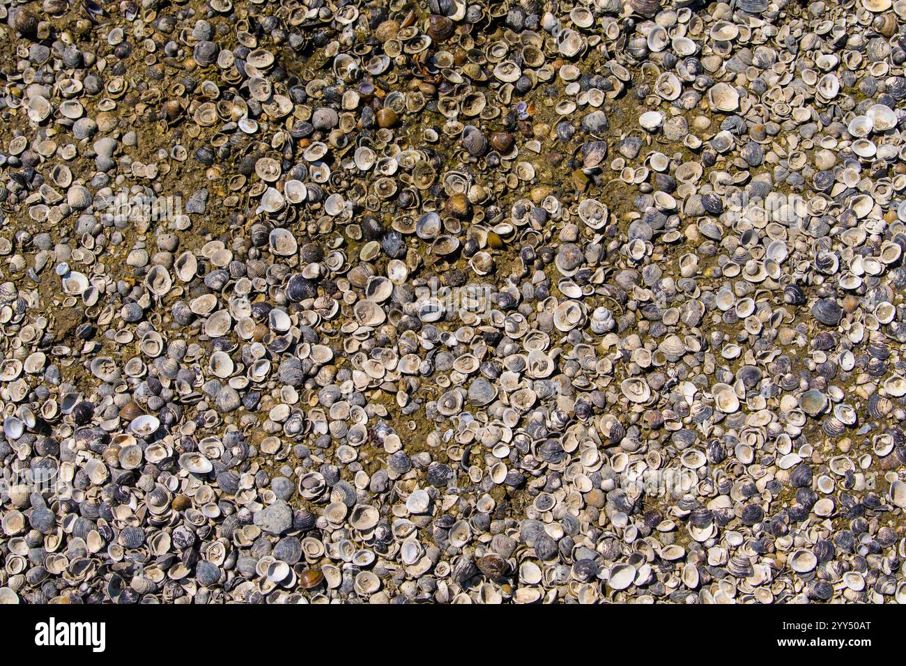 Dead dried-up river shore with molluscs shell and snails. Ecological ...