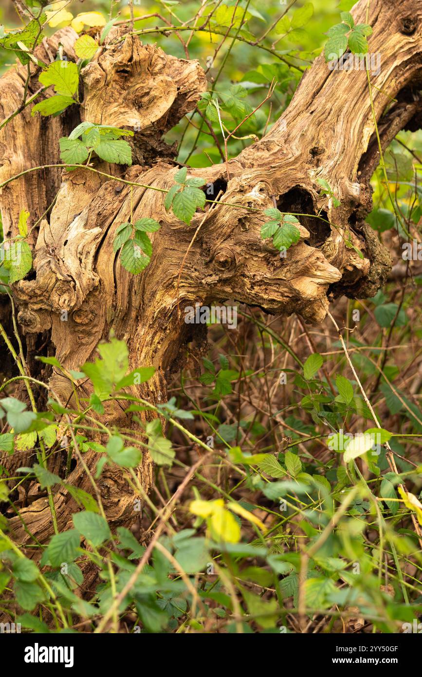 Shaped trunk tree missing hi-res stock photography and images - Alamy