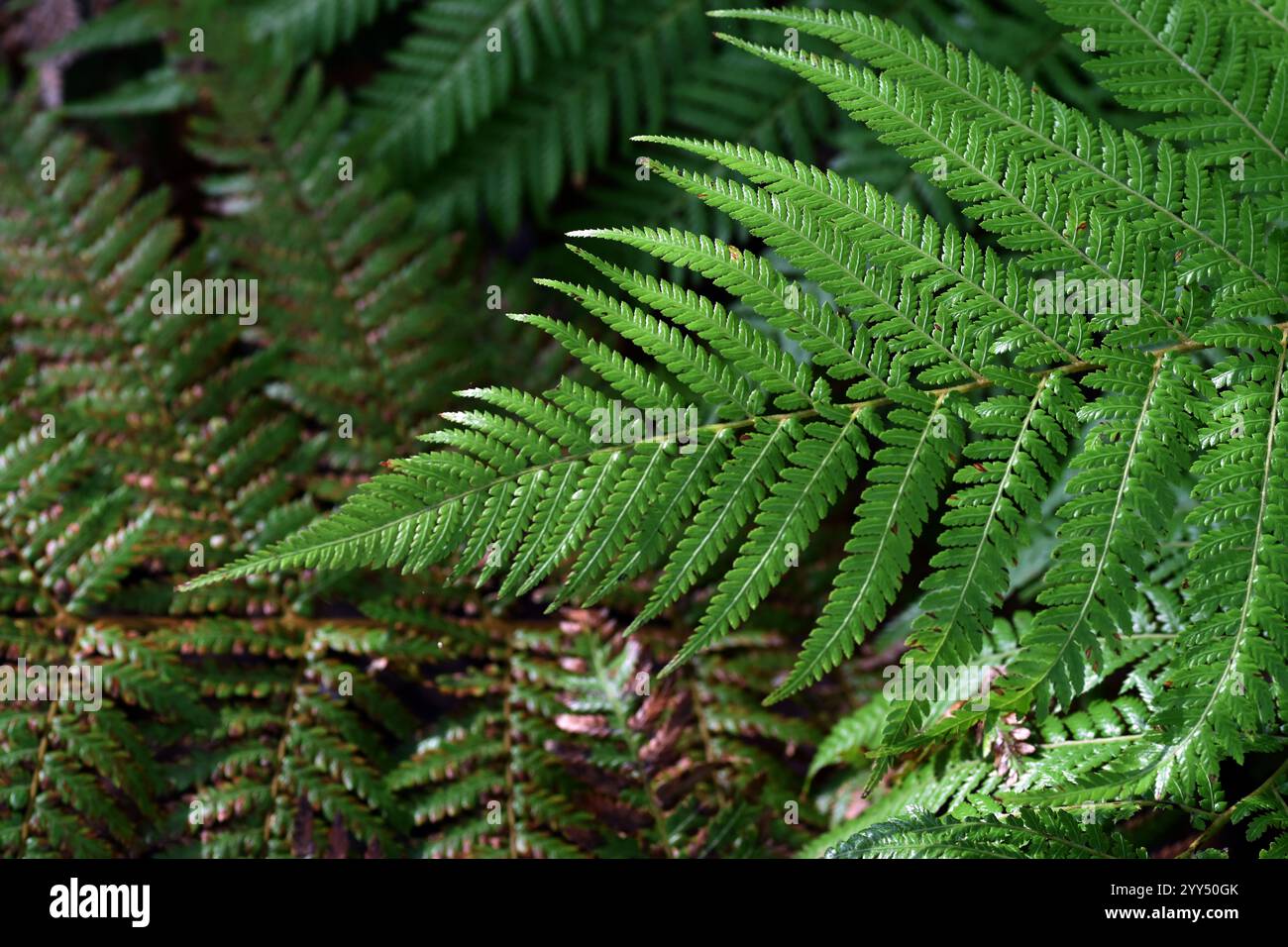 Detail of the green leaf of the golden tree fern (Dicksonia fibrosa ...