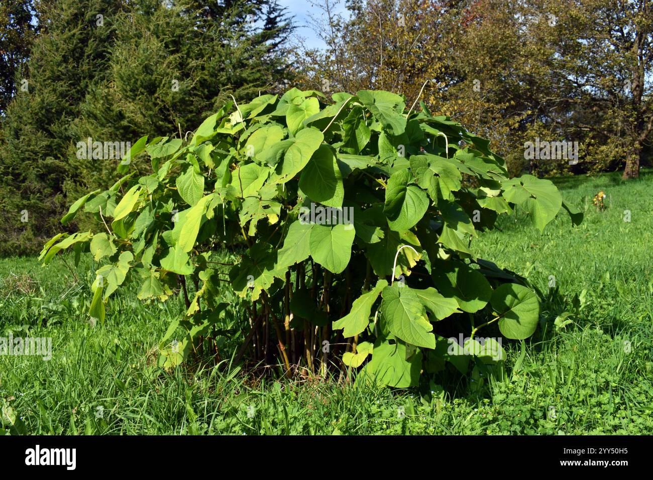 Green leaves and white flowers of the hoja santa (Piper auritum) grown ...