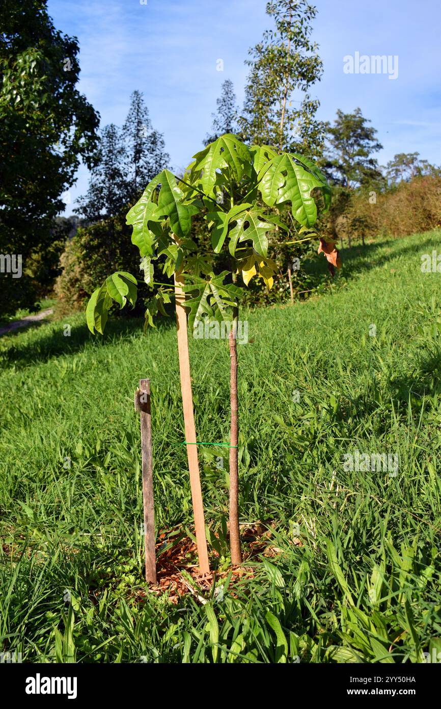 Young specimen of flame tree (Brachychiton acerifolius) grown in a park ...