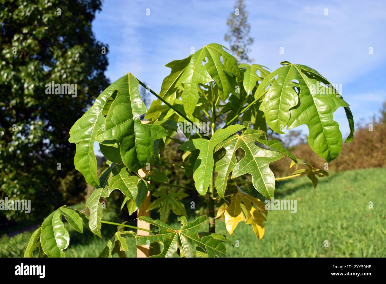 Green leaves of flame tree (Brachychiton acerifolius) grown in a park ...