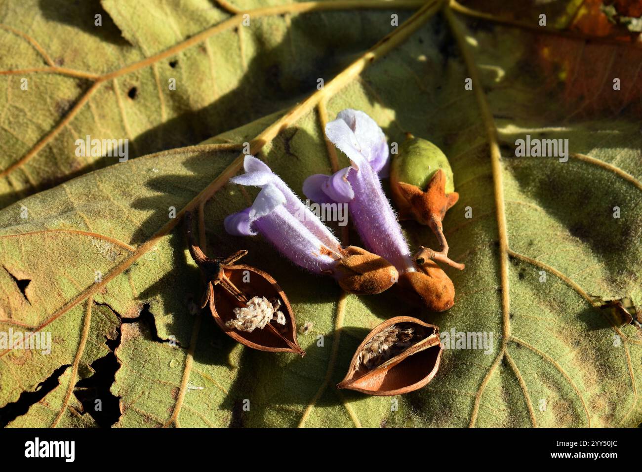 Fruits and flowers of the princess tree (Paulownia tomentosa) on a leaf ...