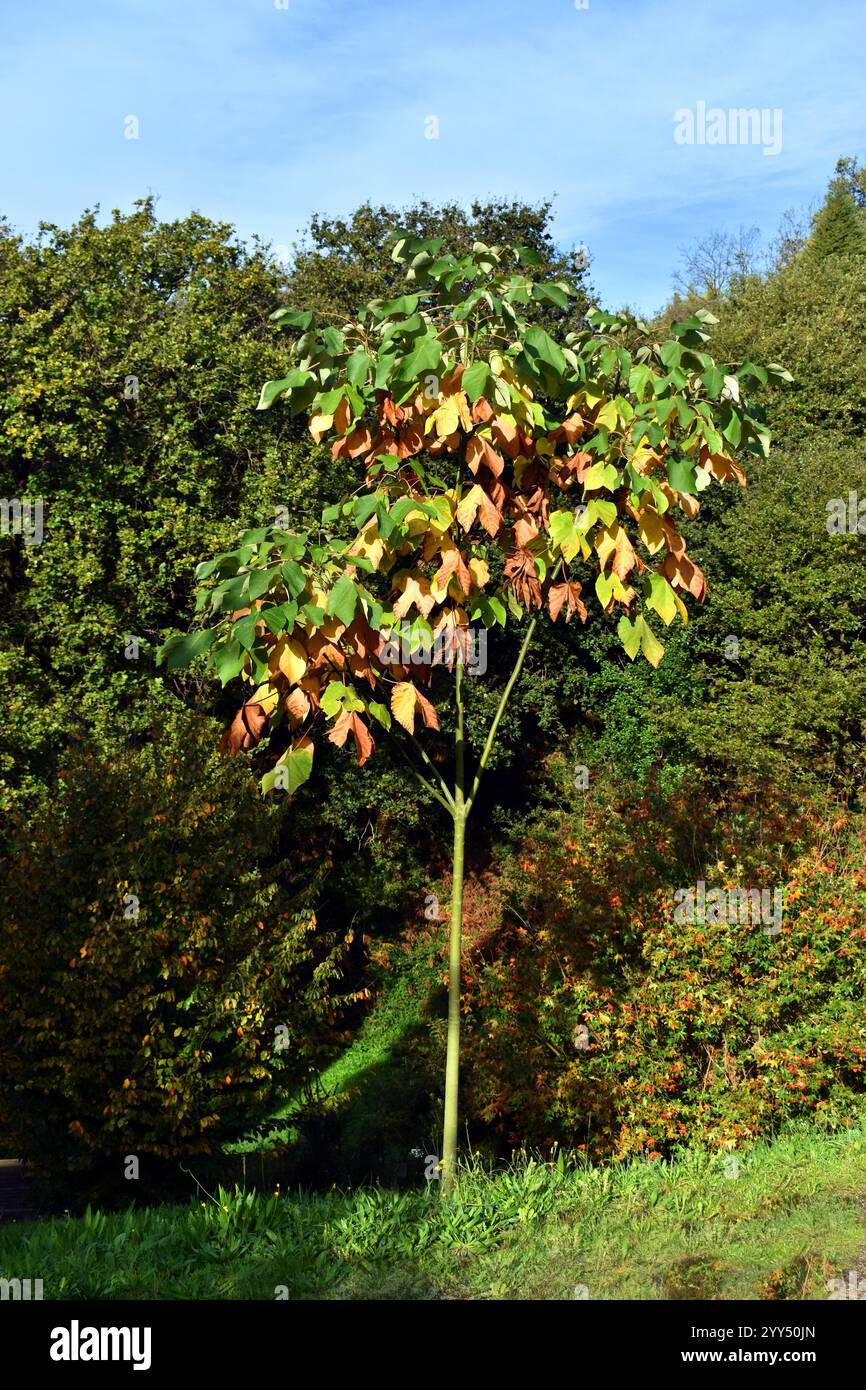 Autumn coloured leaves on the Chinese parasol tree (Firmiana simplex ...