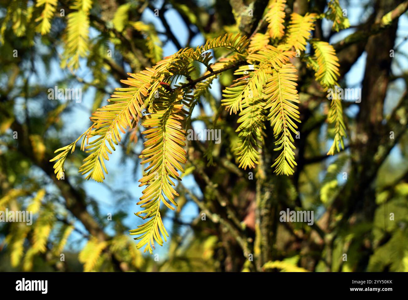 Detail of the leaves of the dawn redwood conifer (Metasequoia ...