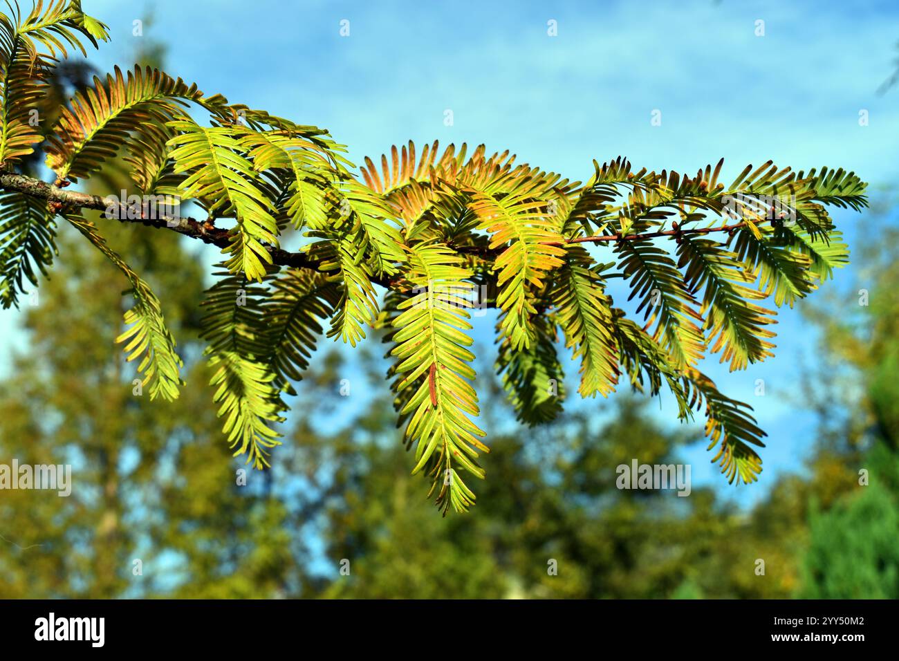 Detail of the leaves of the dawn redwood conifer (Metasequoia ...
