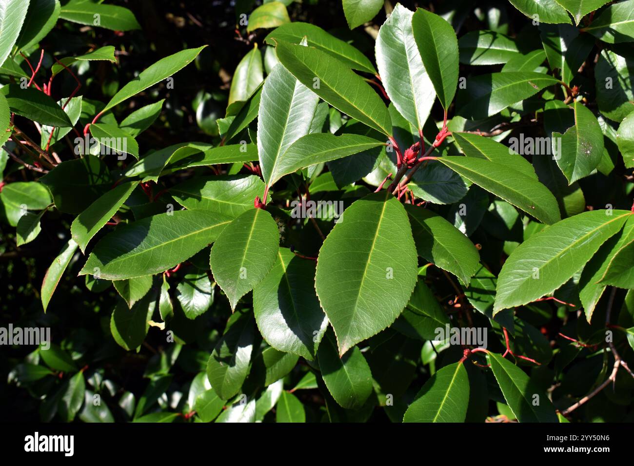 Green leaves of the ornamental plant Photinia fraseri Red Robin Stock ...