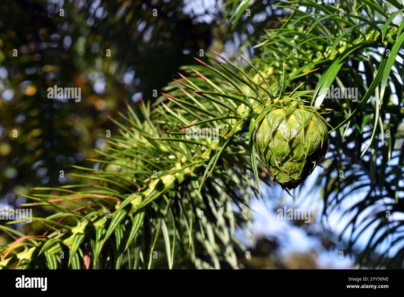 Female flowers or cones of the conifer Cunninghamia lanceolata on a branch Stock Photo - Alamy