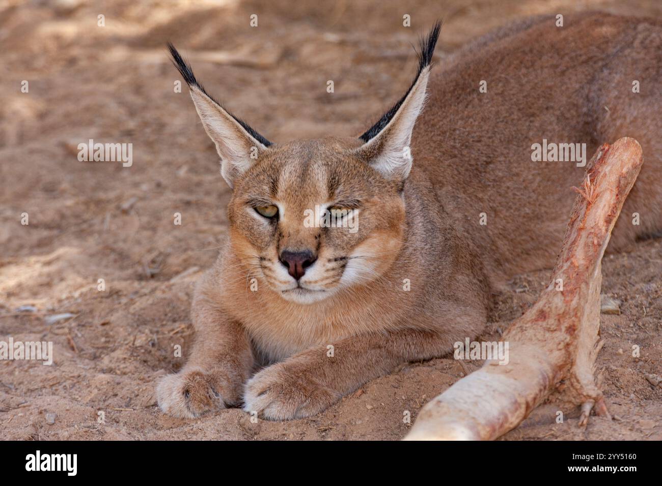 Caracal (Caracal caracal), also known as Desert Lynx, is a wild cat ...