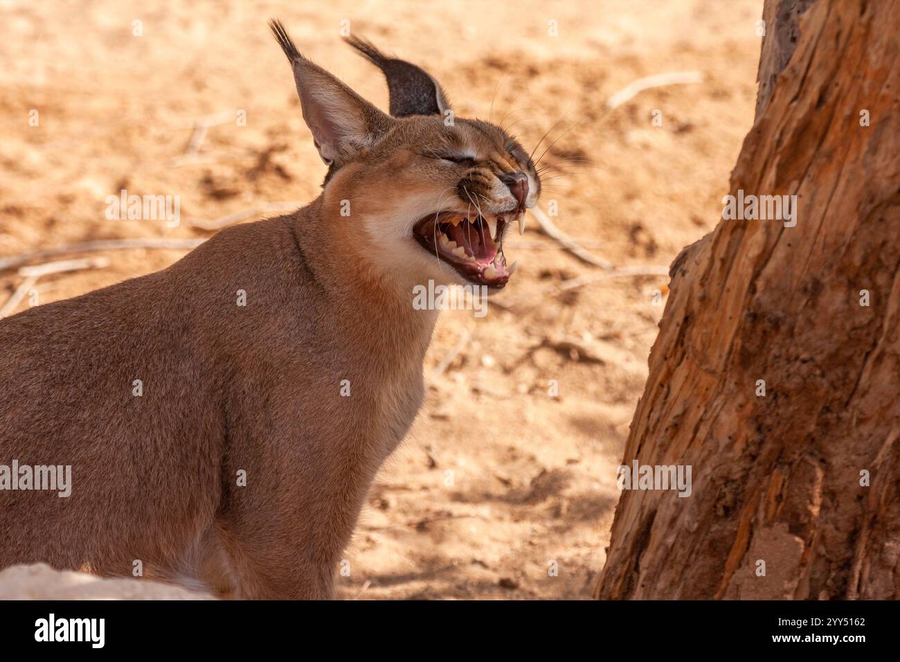 Caracal (Caracal caracal), also known as Desert Lynx, is a wild cat ...