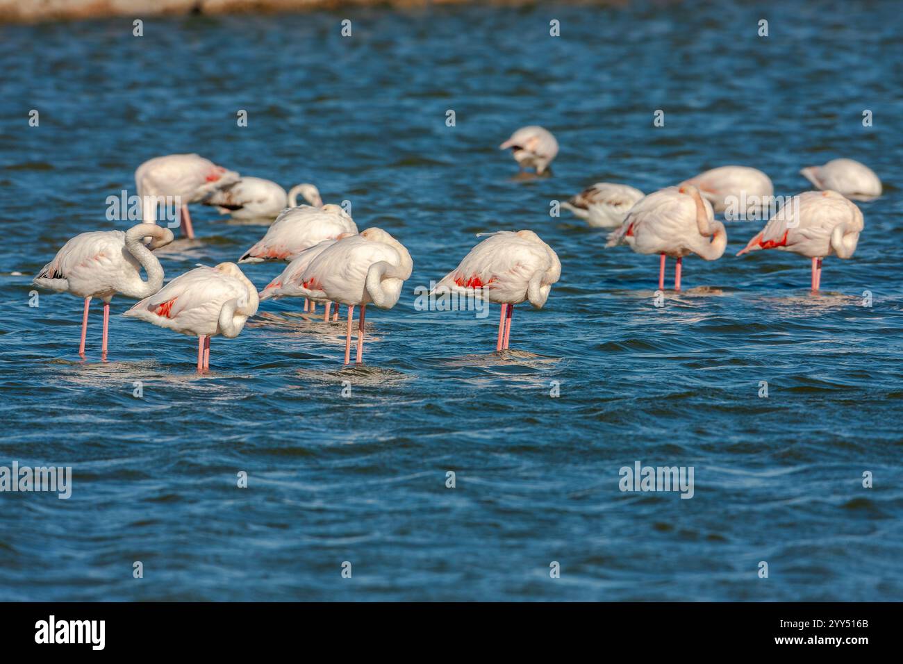 A flock of Greater Flamingo (Phoenicopterus roseus) wading in a water ...