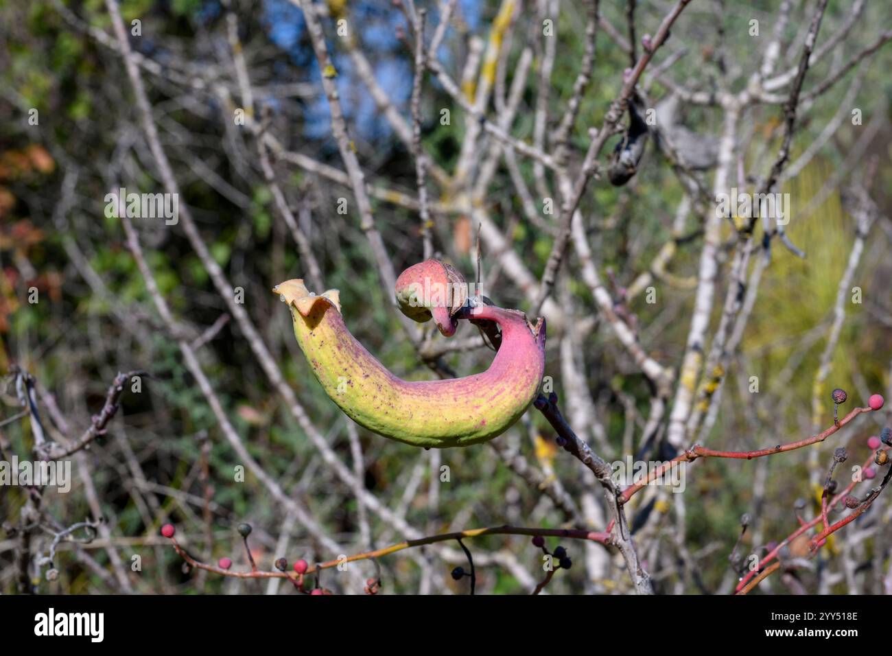 Galls on Terebinth (Pistacia terebinthus) Pistacia terebinthus also ...