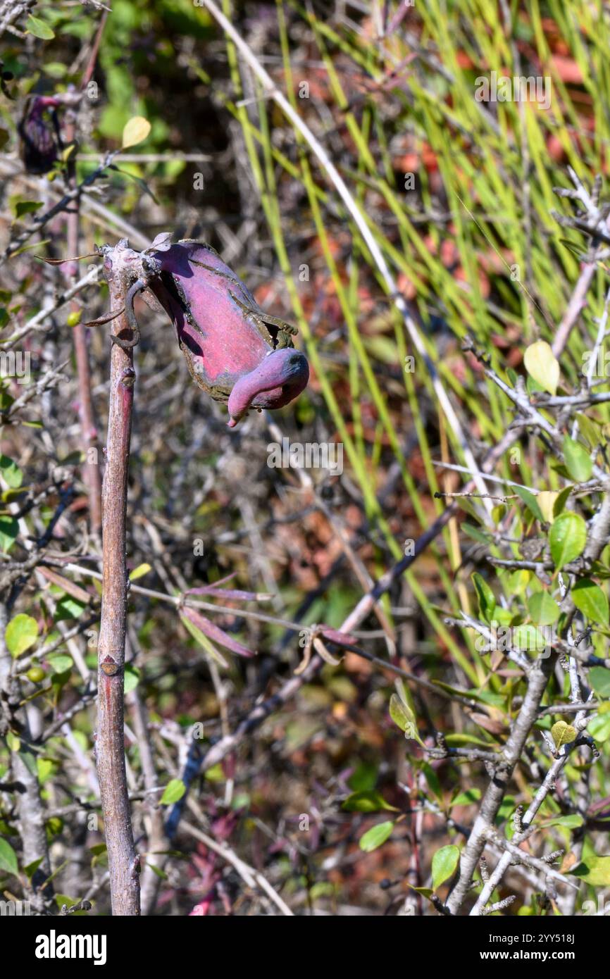 Terebinth tree hi-res stock photography and images - Alamy