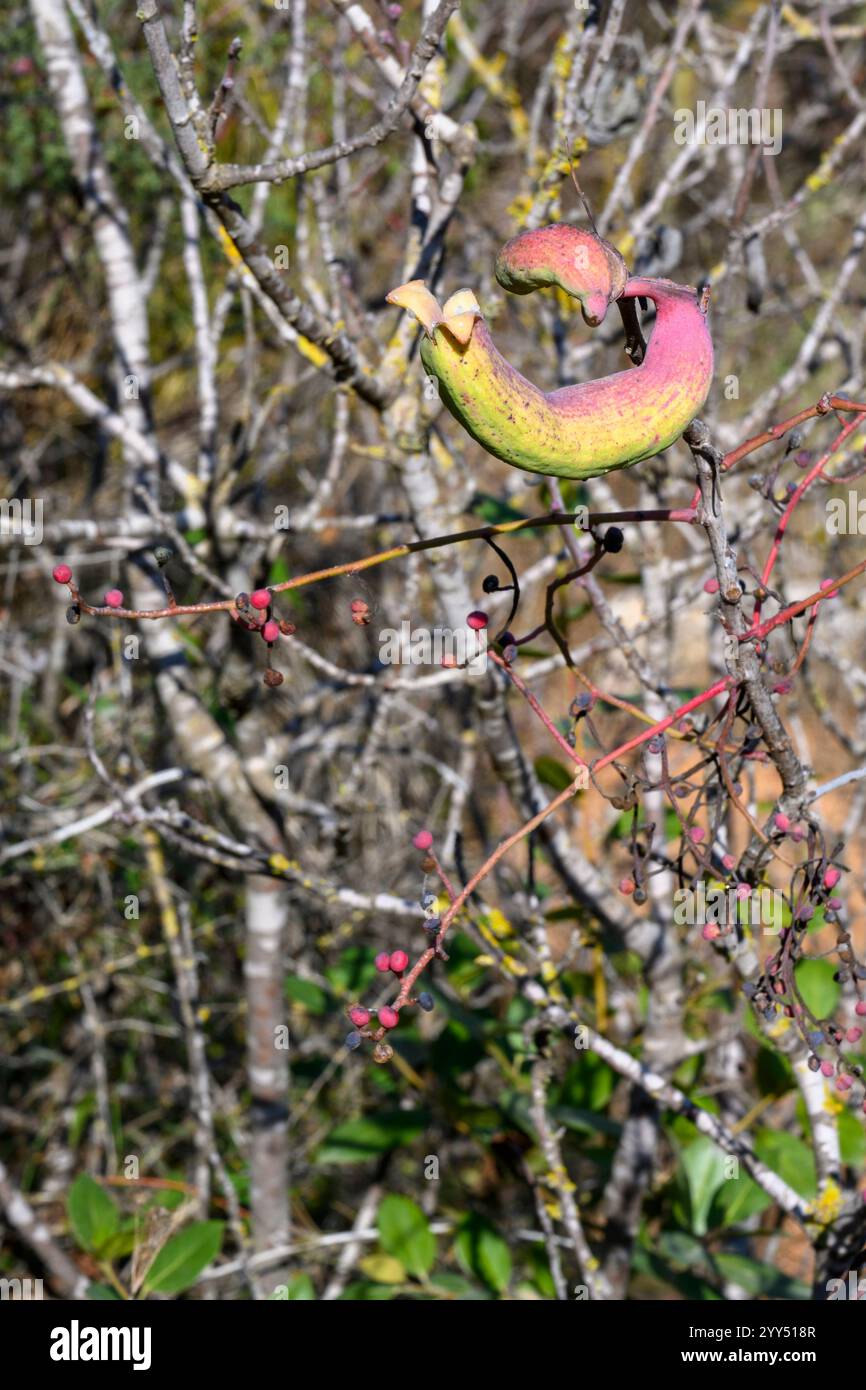 Terebinth tree hi-res stock photography and images - Alamy