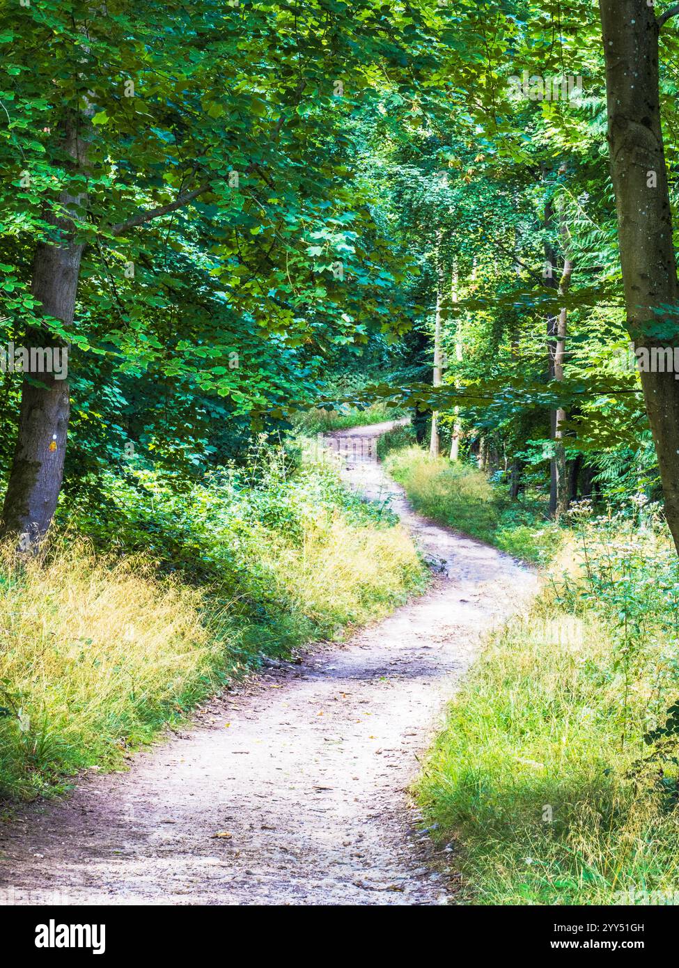 Footpath known as The Cotswold Way going through Witcombe Wood near ...