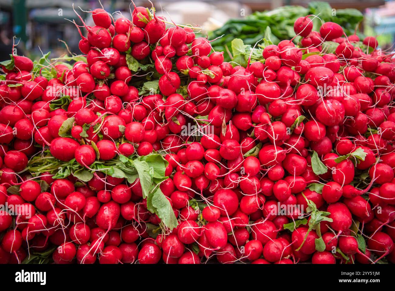 Bunch of radishes. Freshly harvested, purple and red colorful radish ...