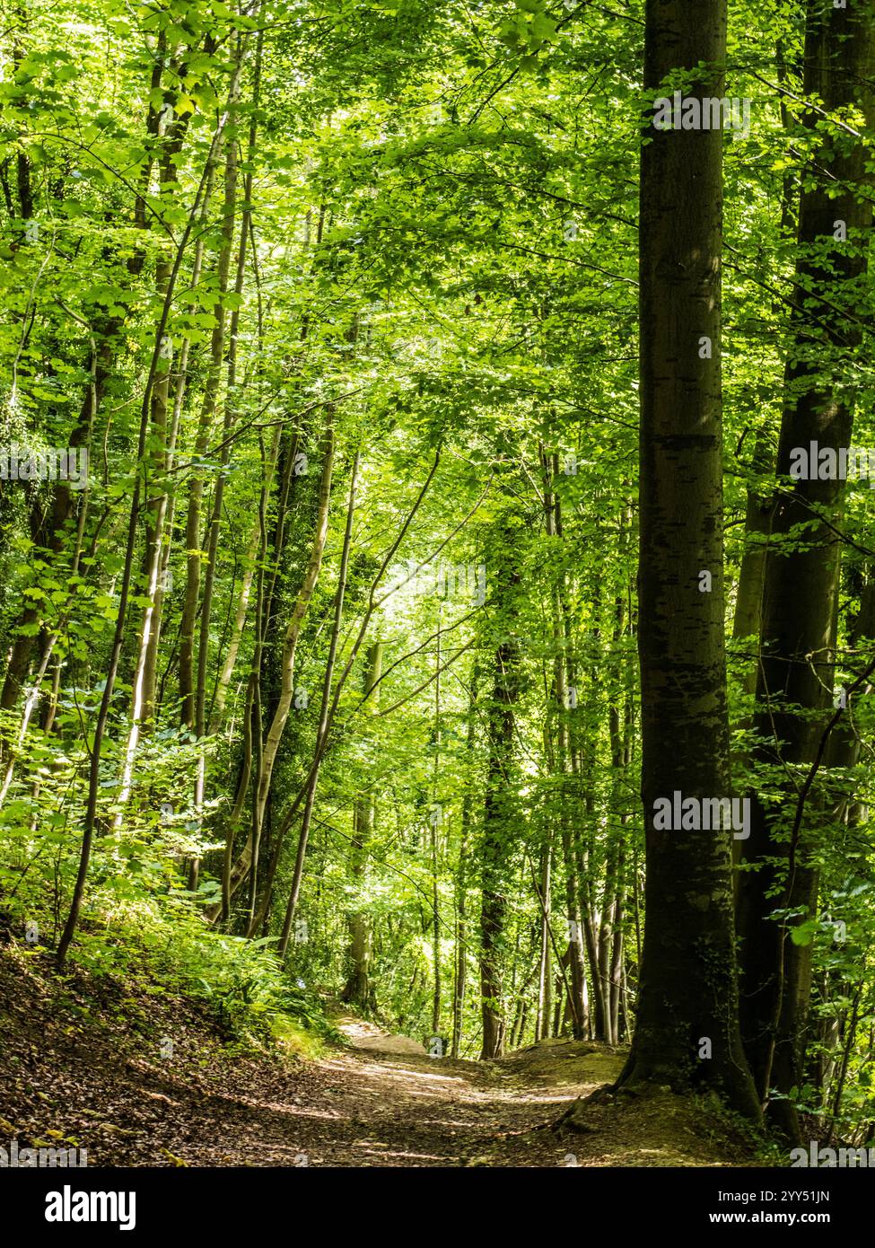 Footpath known as The Cotswold Way going through Witcombe Wood near ...