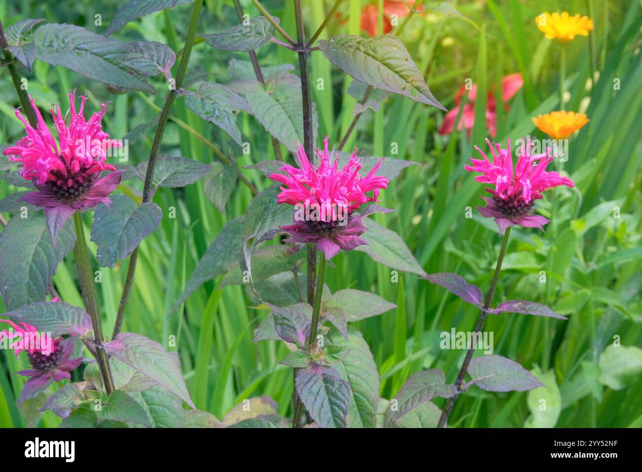 Flowers of Monarda is growing in garden. Perennial ornamental plant ...