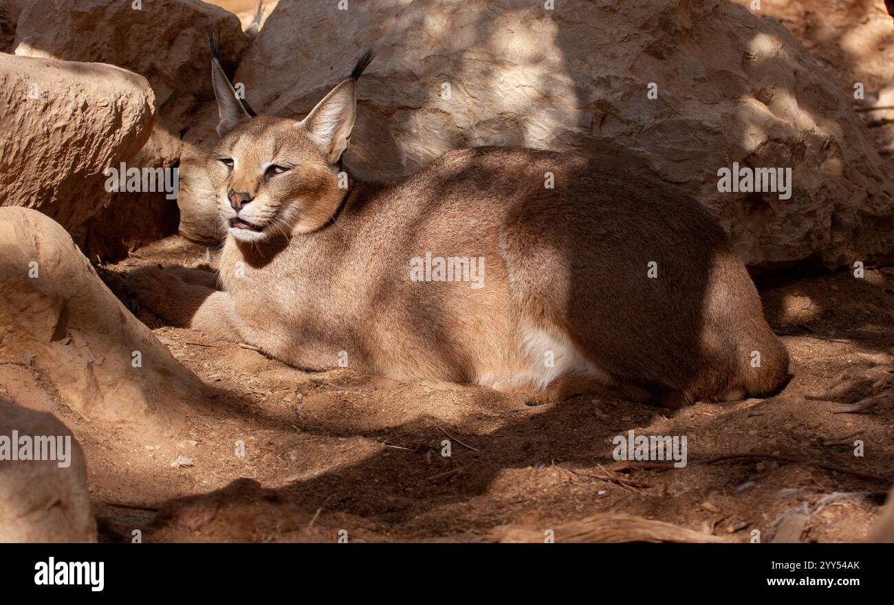 Caracal (Caracal caracal), also known as Desert Lynx, is a wild cat ...