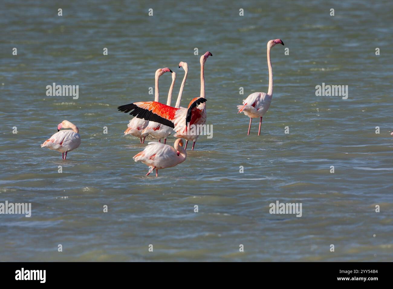 A flock of Greater Flamingo (Phoenicopterus roseus) wading in a water ...