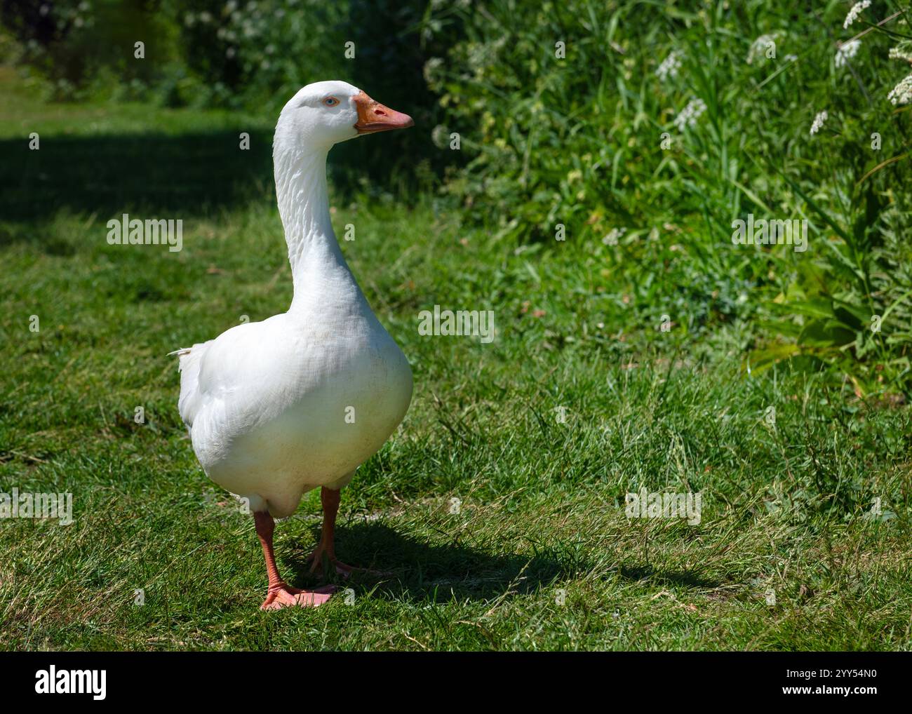 majestic white domestic goose stands confidently green grass ...