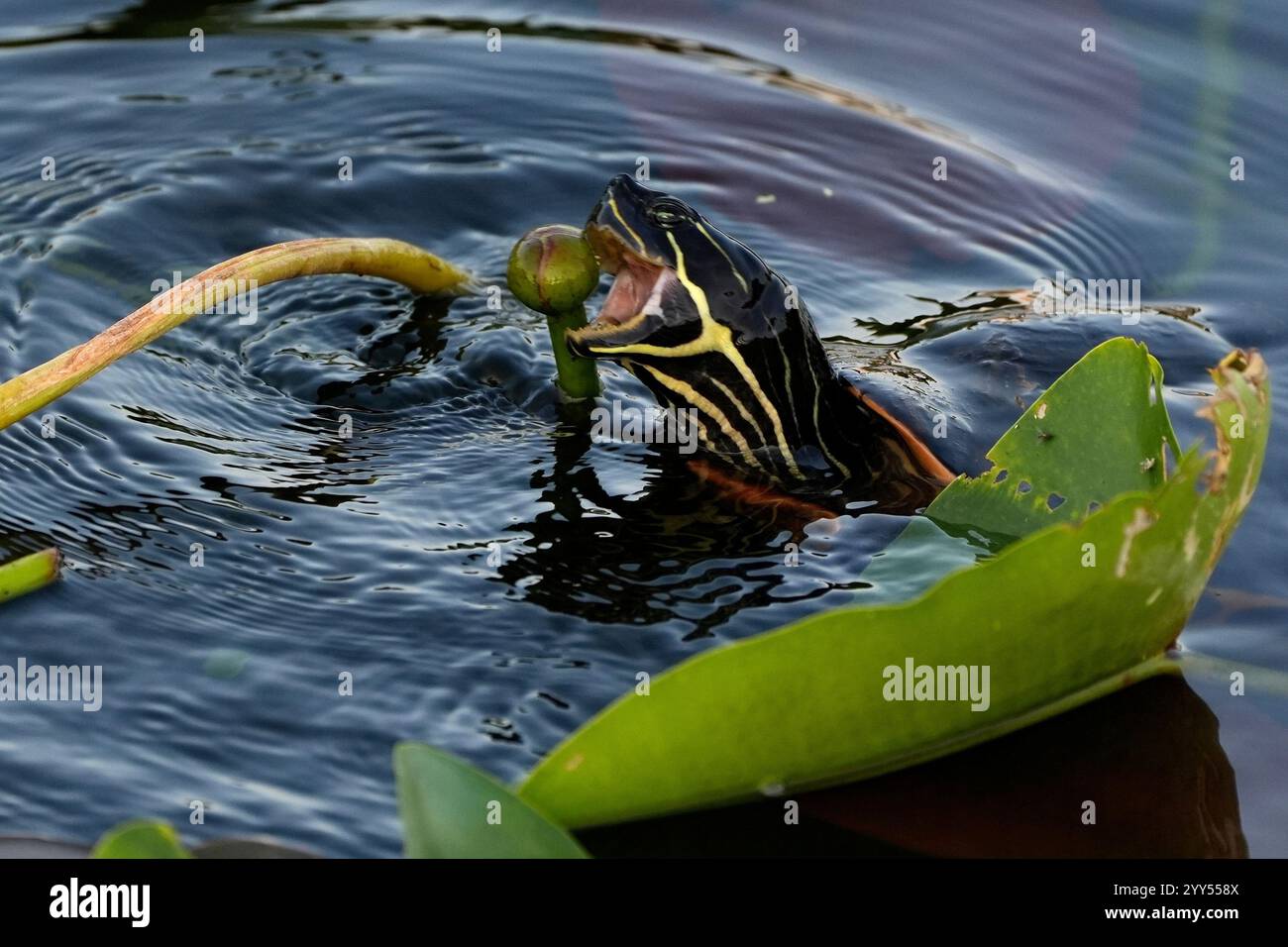 A Florida red-bellied cooter eats a spatterdock bud in Florida's ...