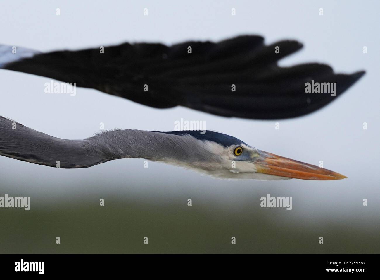A great blue heron flies inside Florida's Everglades National Park ...