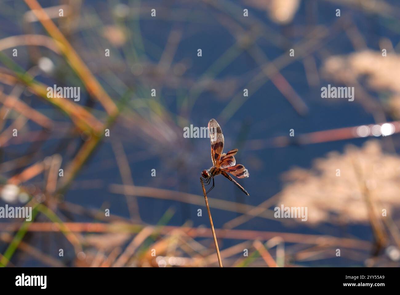 A dragonfly perches on a branch inside Everglades National Park, Fla ...