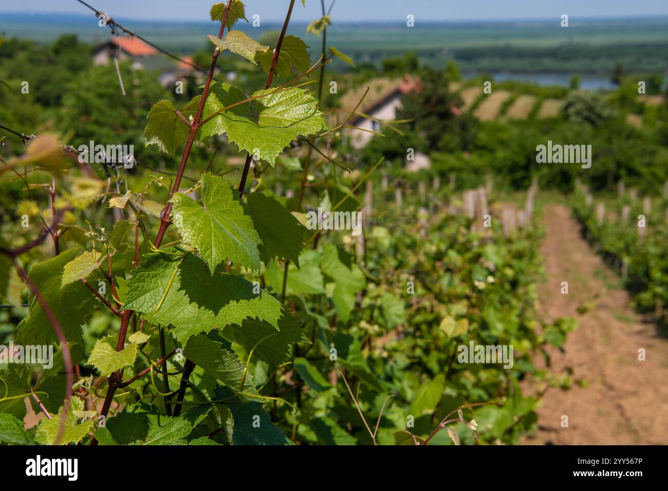 White wine grapes on cordon at vineyard, vineyards and orchards in ...
