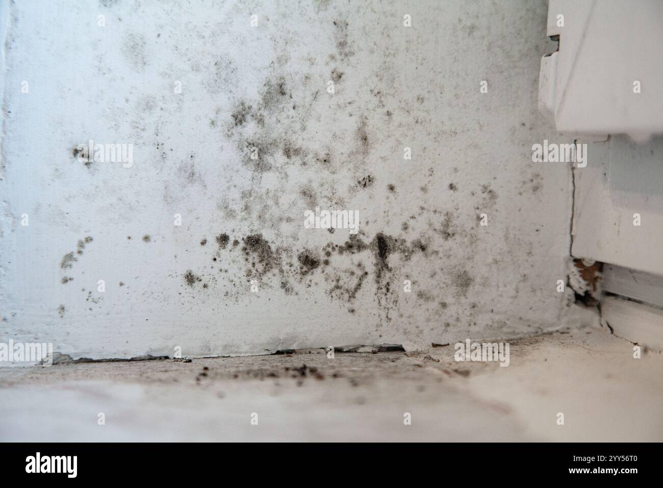 Real texture of black toxic mold on white window slope and sill Stock ...