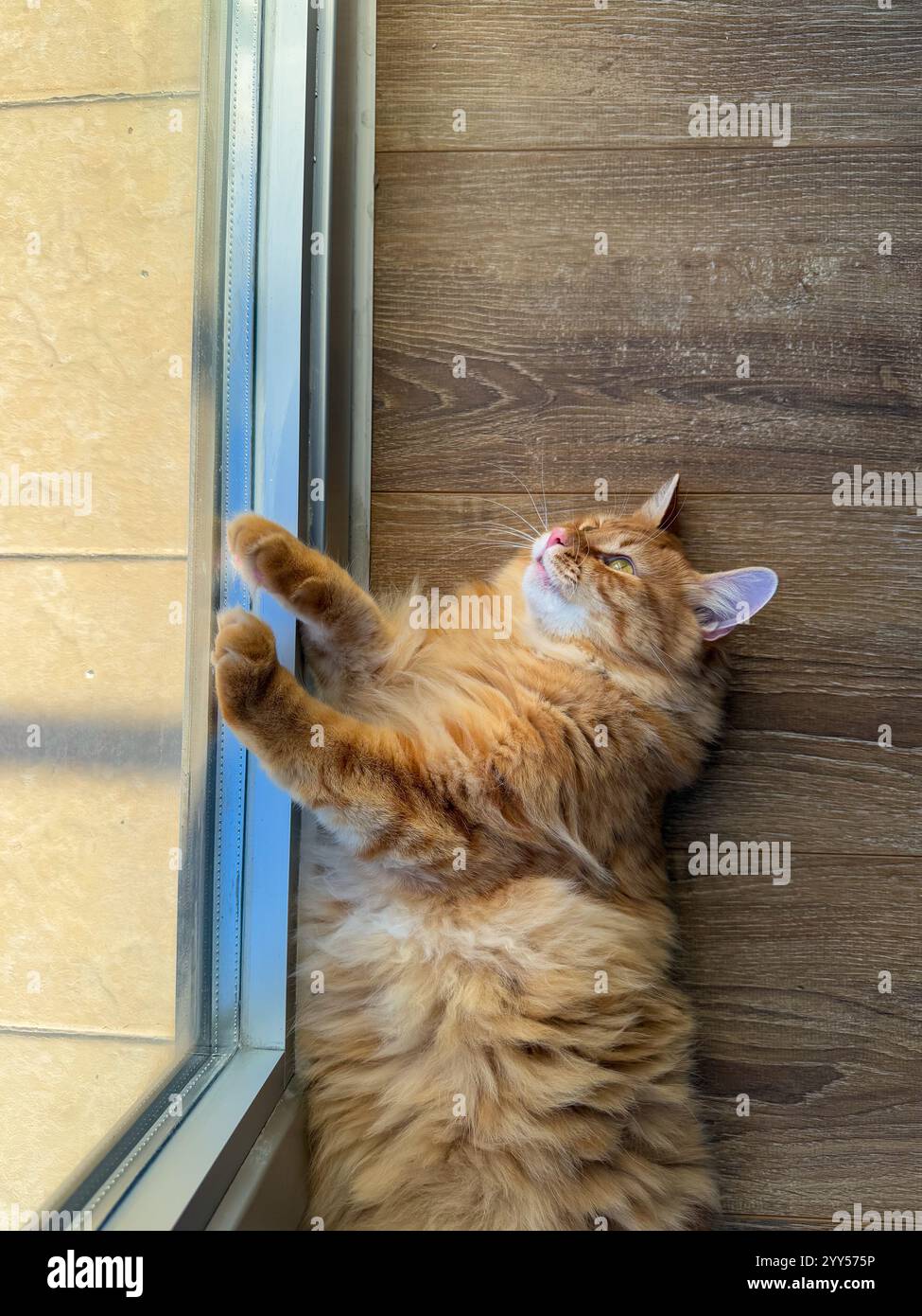 This photo captures a ginger cat lying on its back beside a glass ...