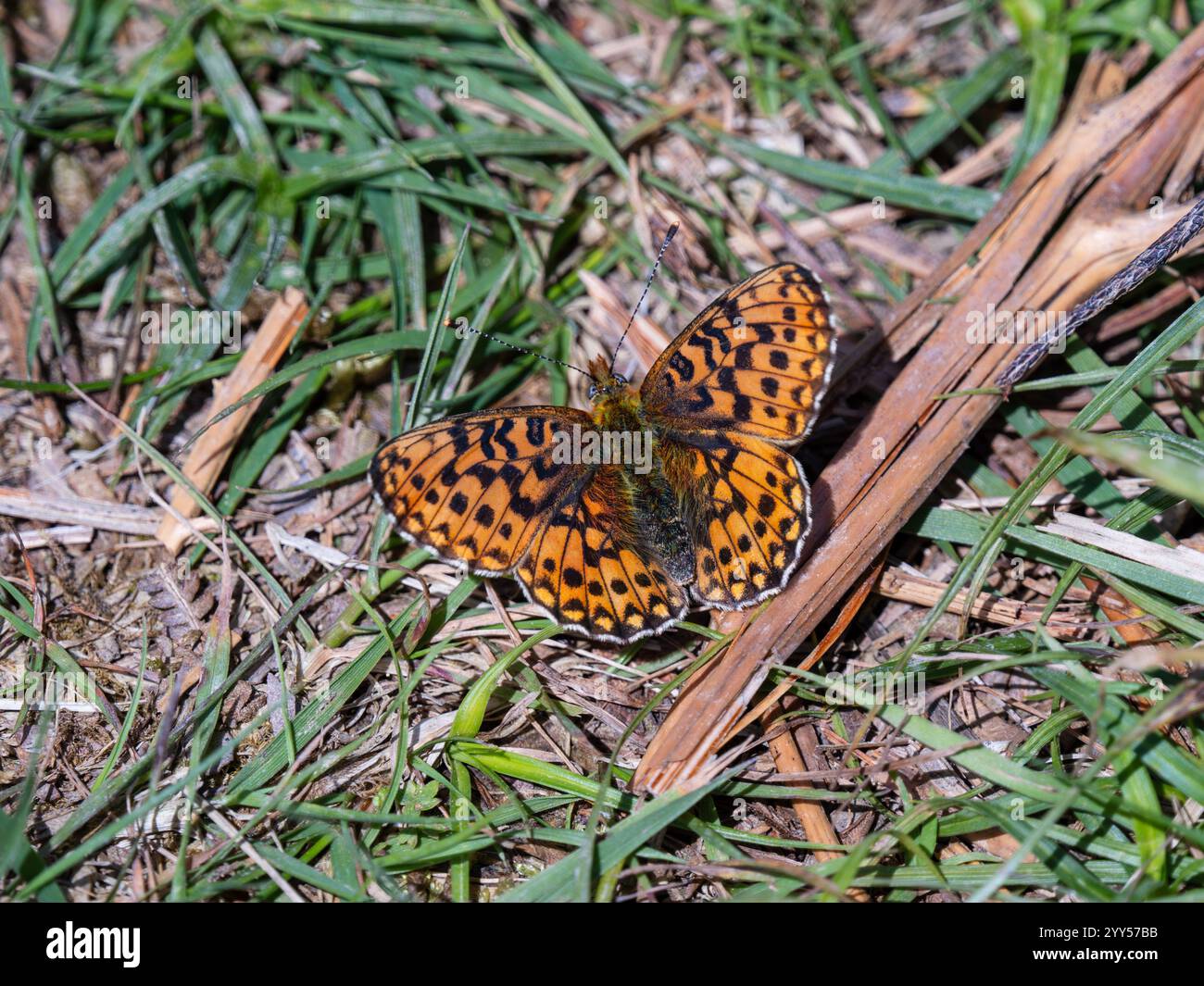 Pearl-boardered Fritillary Butterfly on the Ground Stock Photo - Alamy