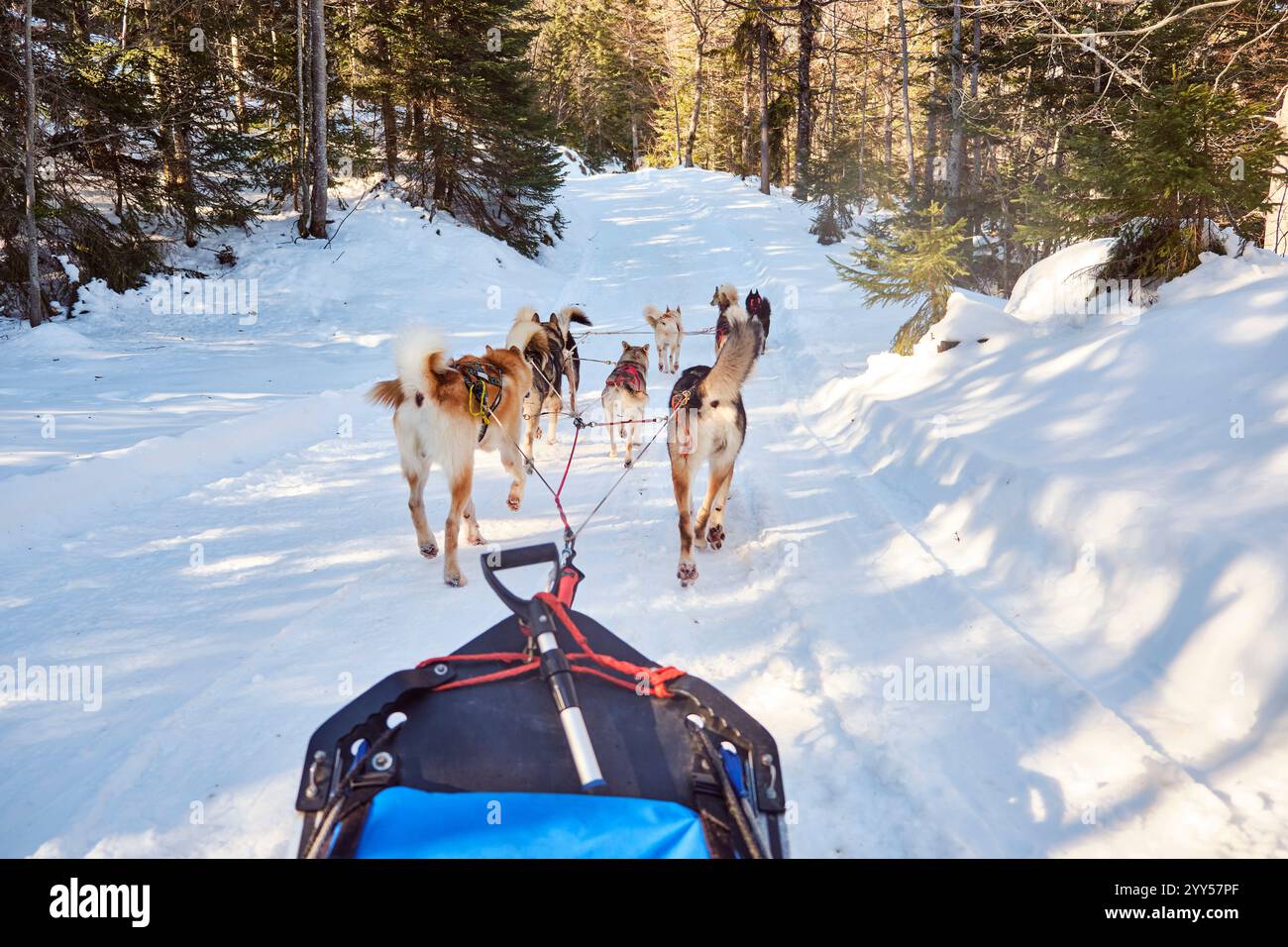 Sleightman dogs hi-res stock photography and images - Alamy