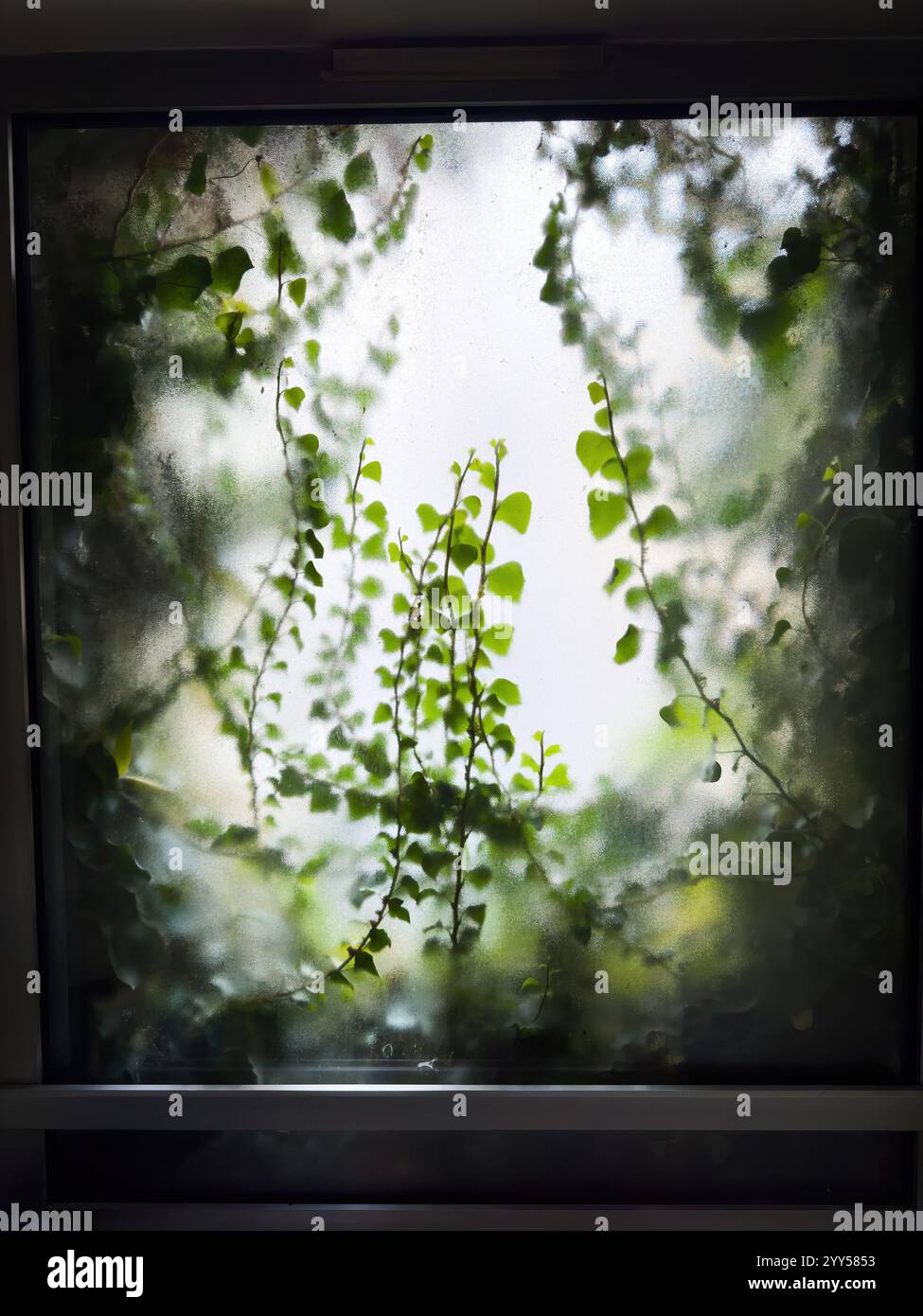 Window view from the interior showcasing ivy vines growing on the glass ...