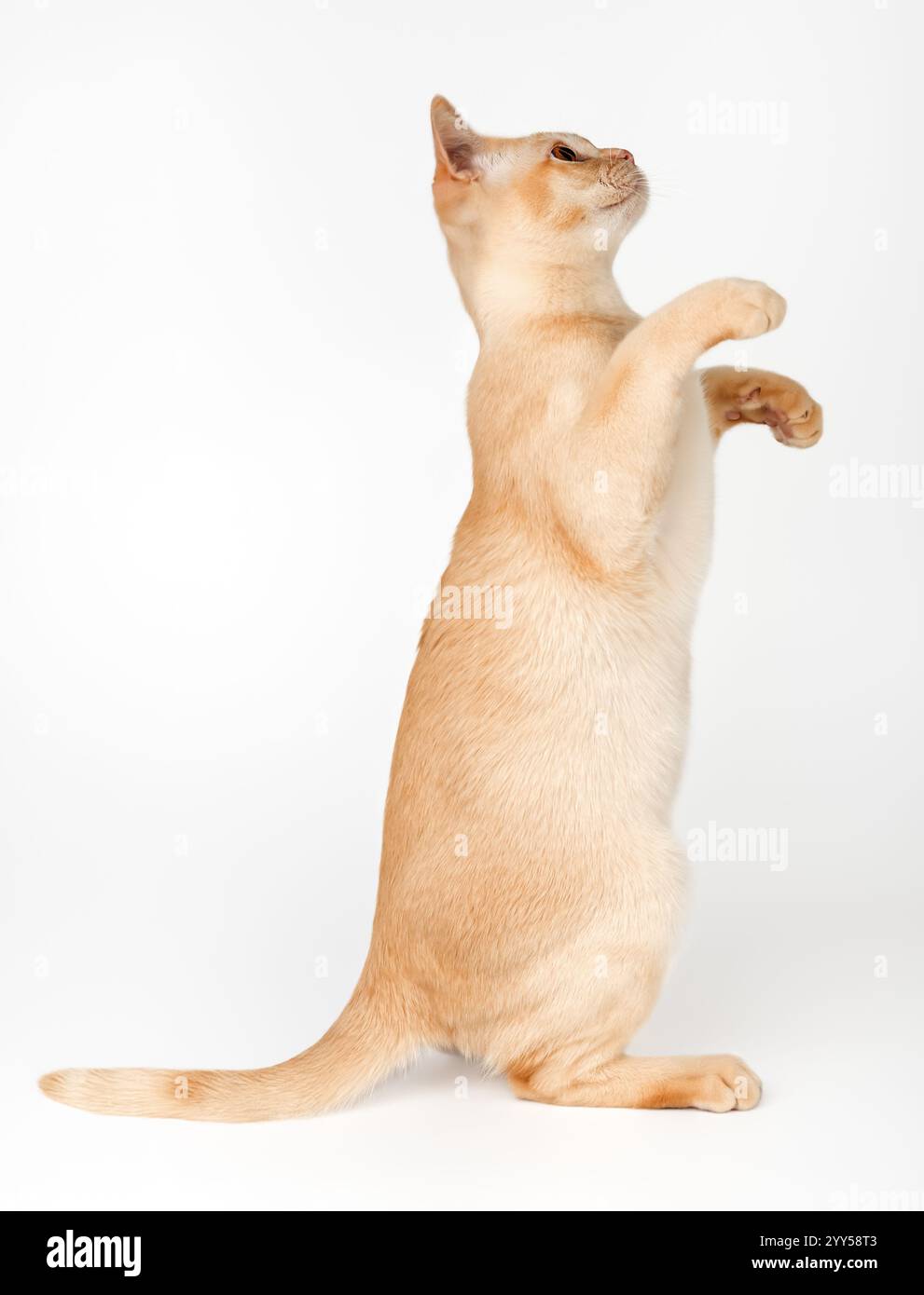 Adorable cream Burmese kitten full length. Cat for advertising isolated ...