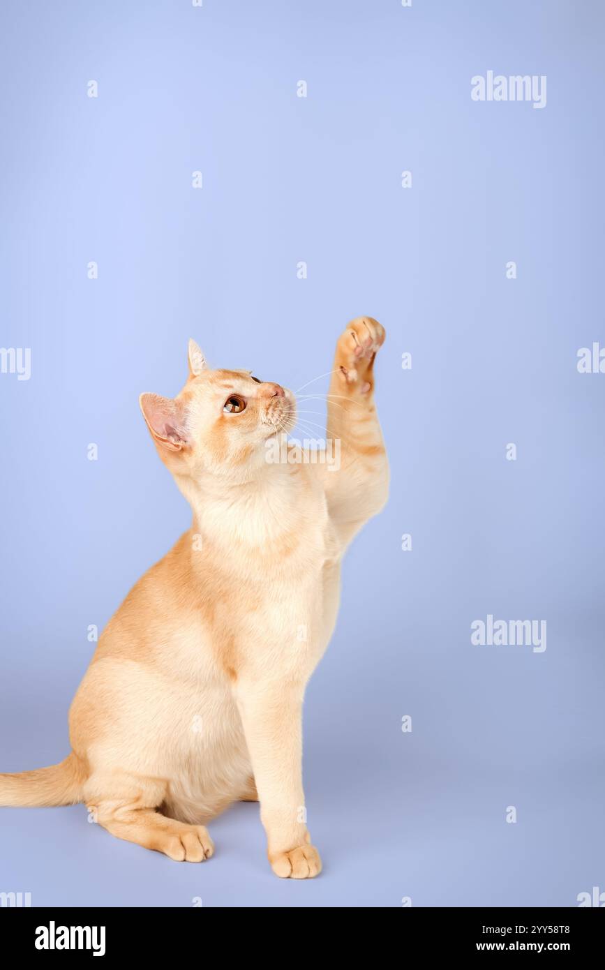 Charming cream kitten of Burmese cat in full growth. Cat for ...