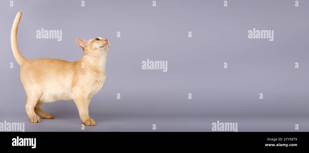 Charming cream kitten of Burmese cat in full growth. Cat for ...