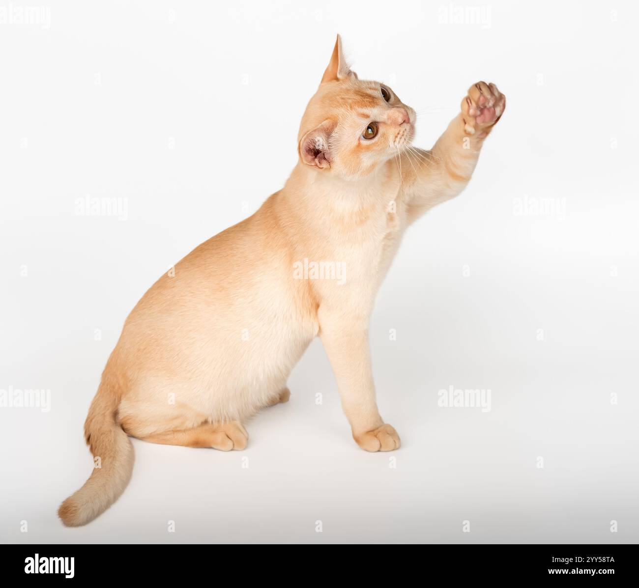 Adorable cream Burmese kitten standing on studio background. Pedigree ...