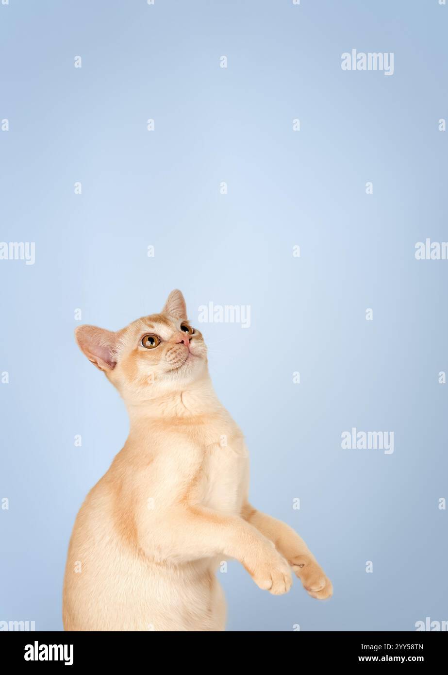 Adorable cream kitten of Burmese cat. Cat for advertising on color ...